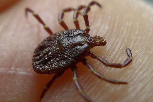 Scientists May Have Cracked Mystery of Tick-Borne Virus - Drug ...
