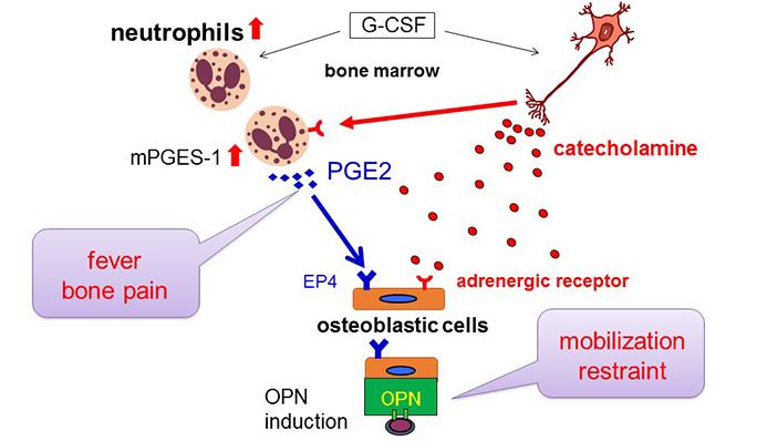 Cause Of Unfavorable G Csf Side Effects Uncovered In Japan Drug