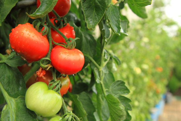 CRISPR Helps Produce Bigger, Healthier Tomatoes - Drug Discovery and ...