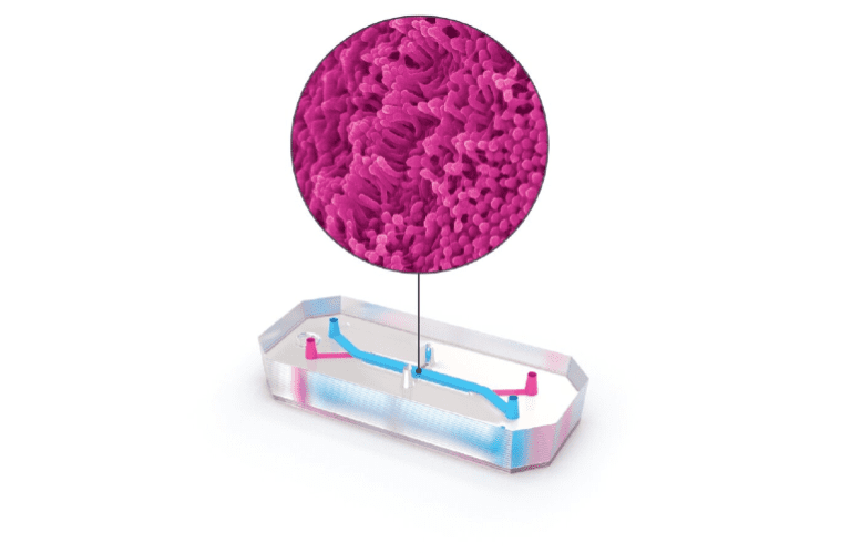 Why Emulate launched a colon intestine chip - Drug Discovery and ...