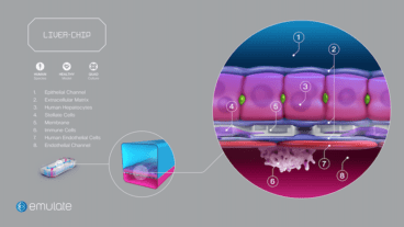 Organ-chips could streamline drug development, but hurdles remain ...