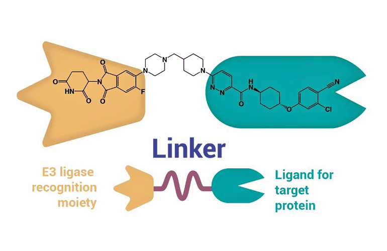7 strategies to improve PROTACs' oral bioavailability - Drug Discovery ...