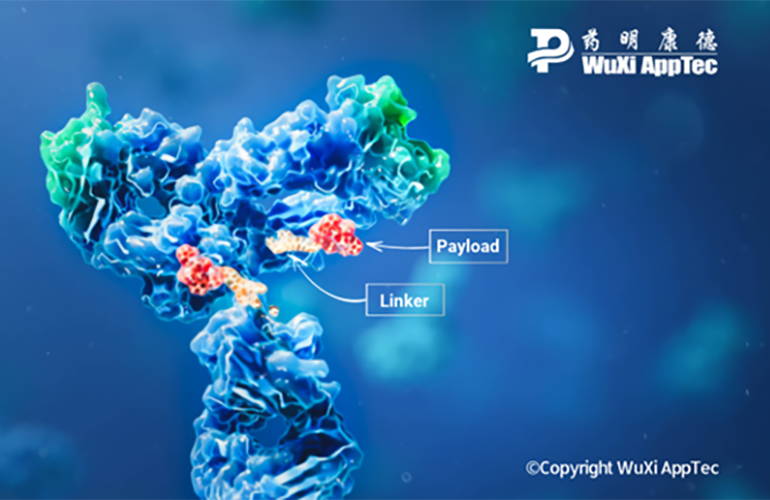 Role Of Adc Linker Design In Advancing Cancer Therapies