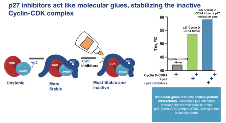 New p27 inhibitors show promise in cancer treatment